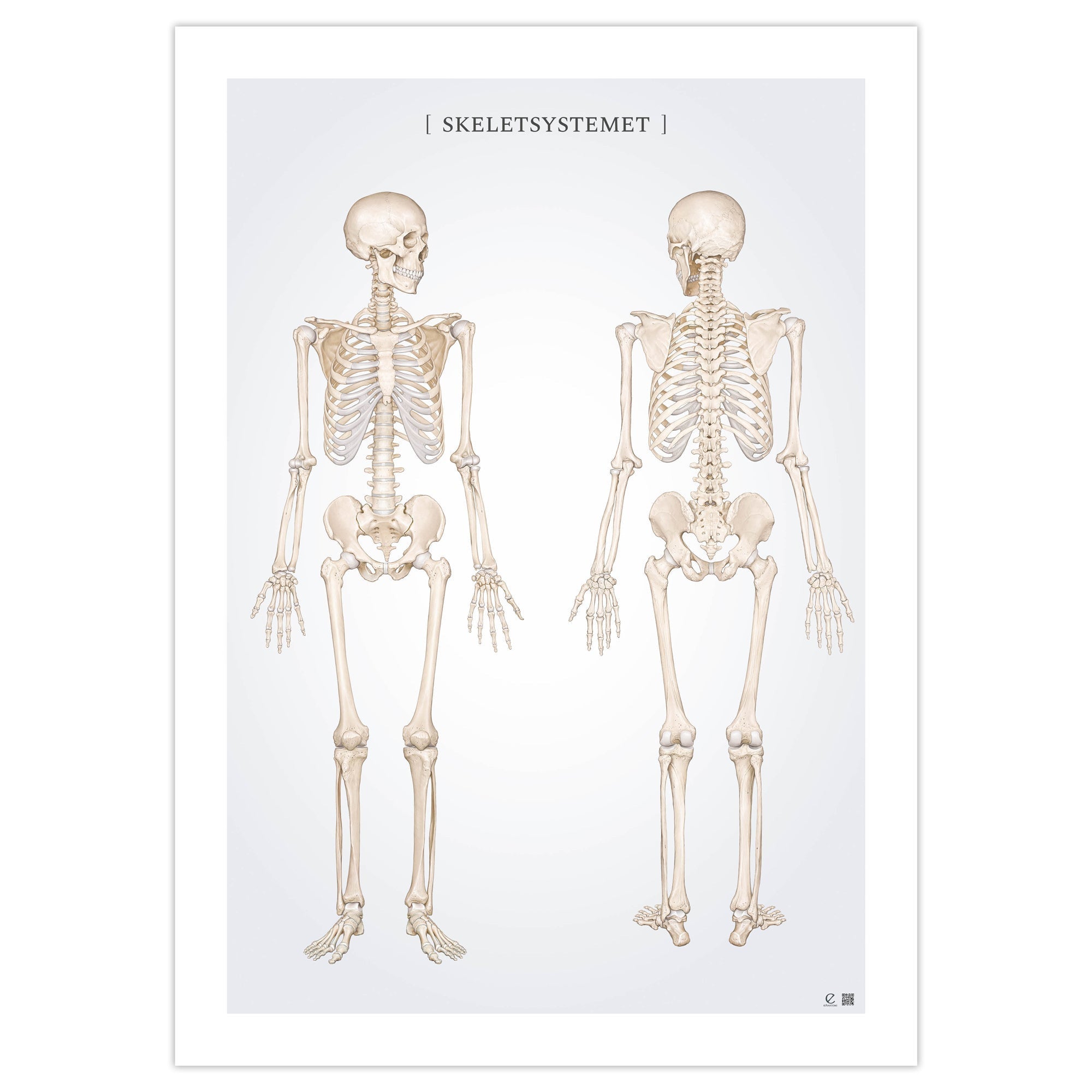 Anatomi plakat - Skeletsystemet 50x70 cm I eAnatomi.dk