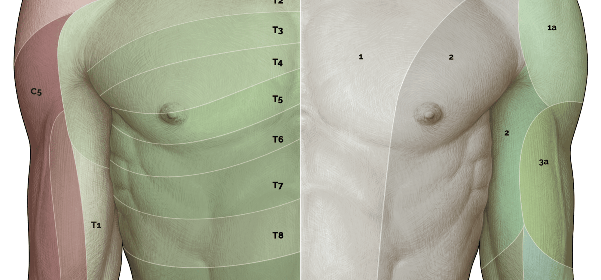 Plakat om dermatomer og kutane innervationsområder udviklet i Danmark ...