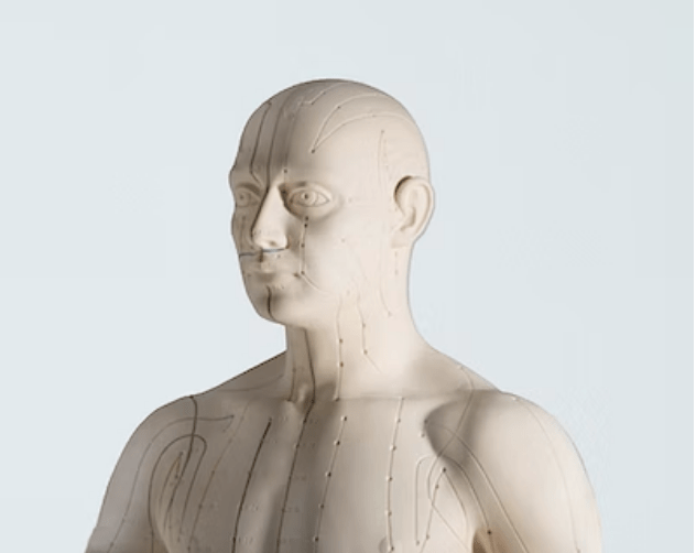 Acupuncture Models In eAnatomi.com