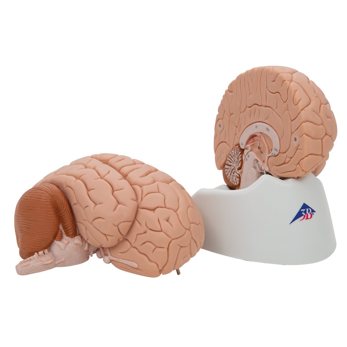 Anatomical brain models in eAnatomi.com