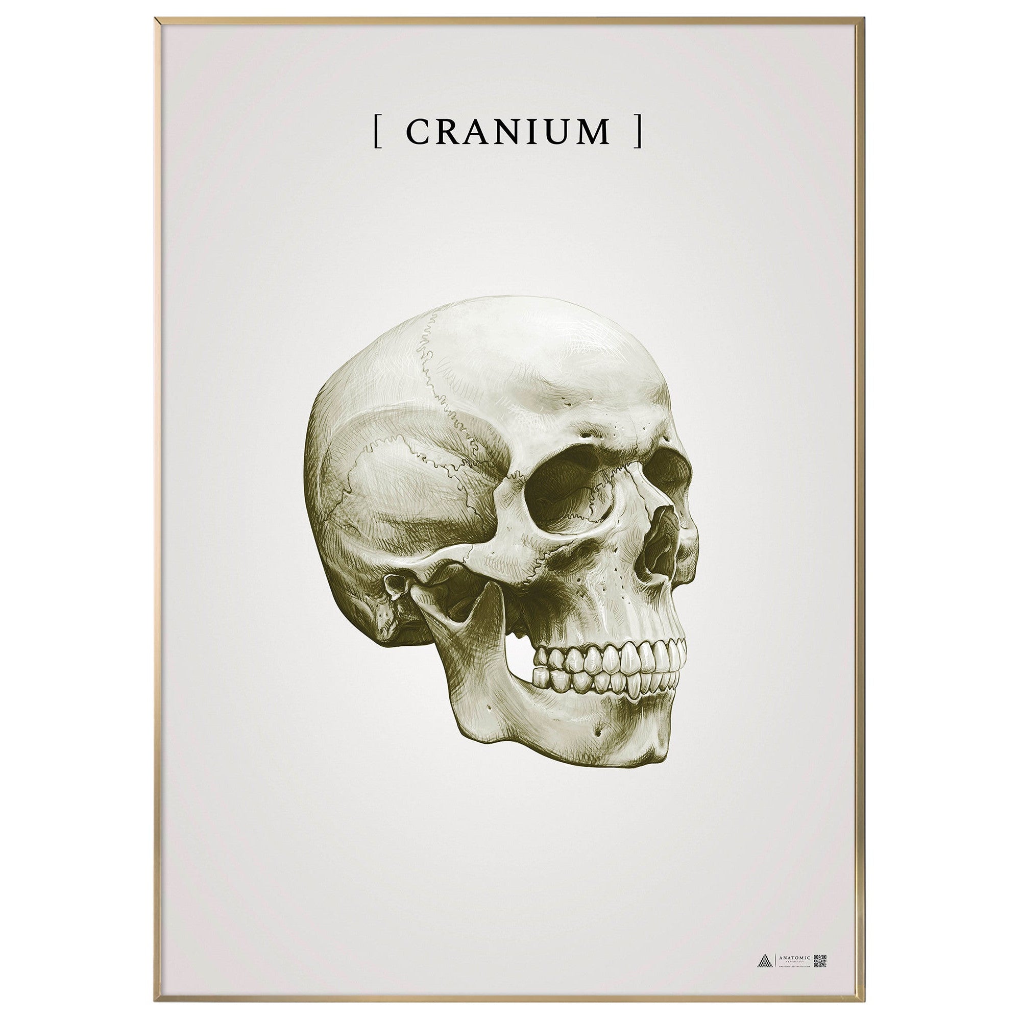 Cranium Burner Gold - Art Poster © eAnatomy – eAnatomi