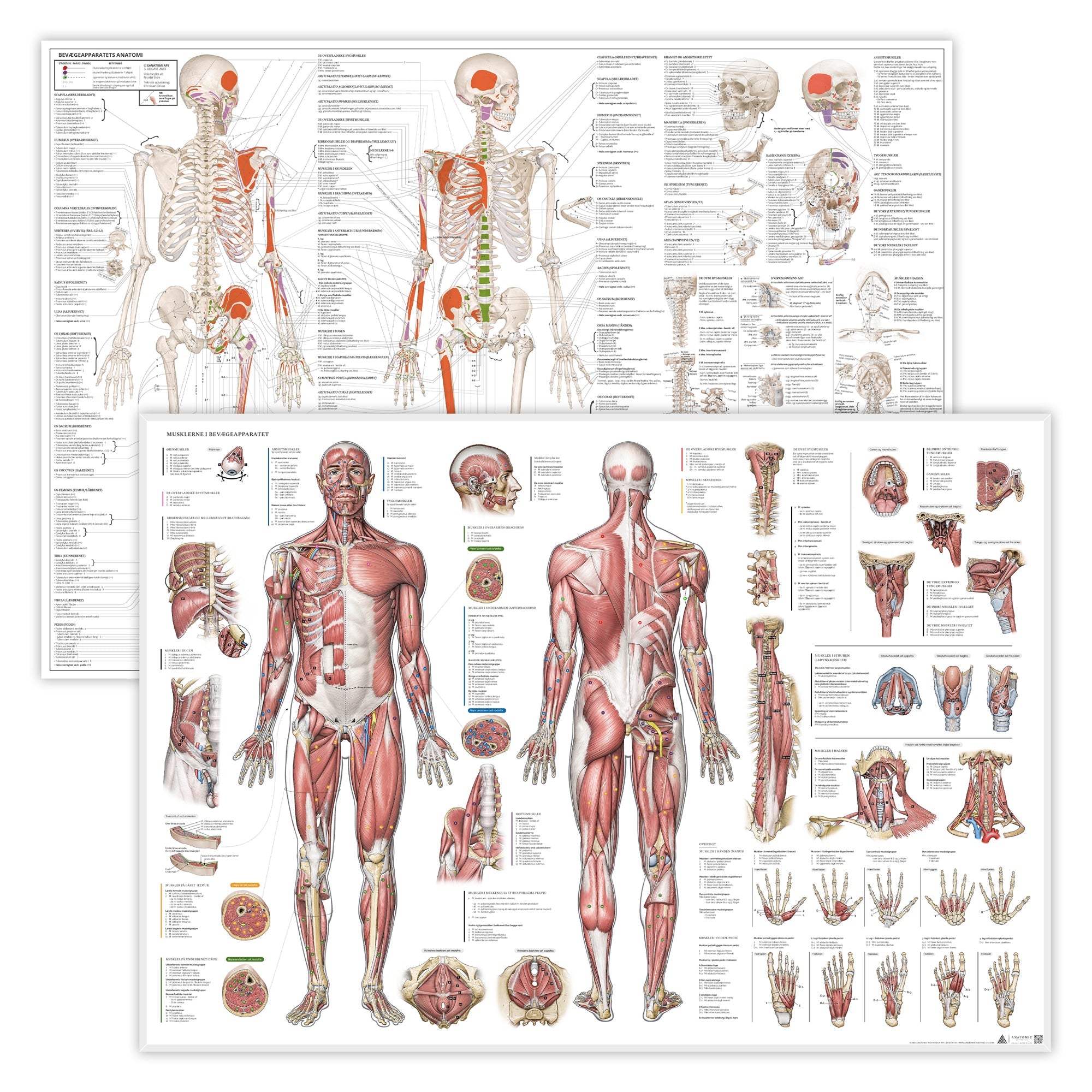 Musculoskeletal system – complete poster package - eAnatomi.com