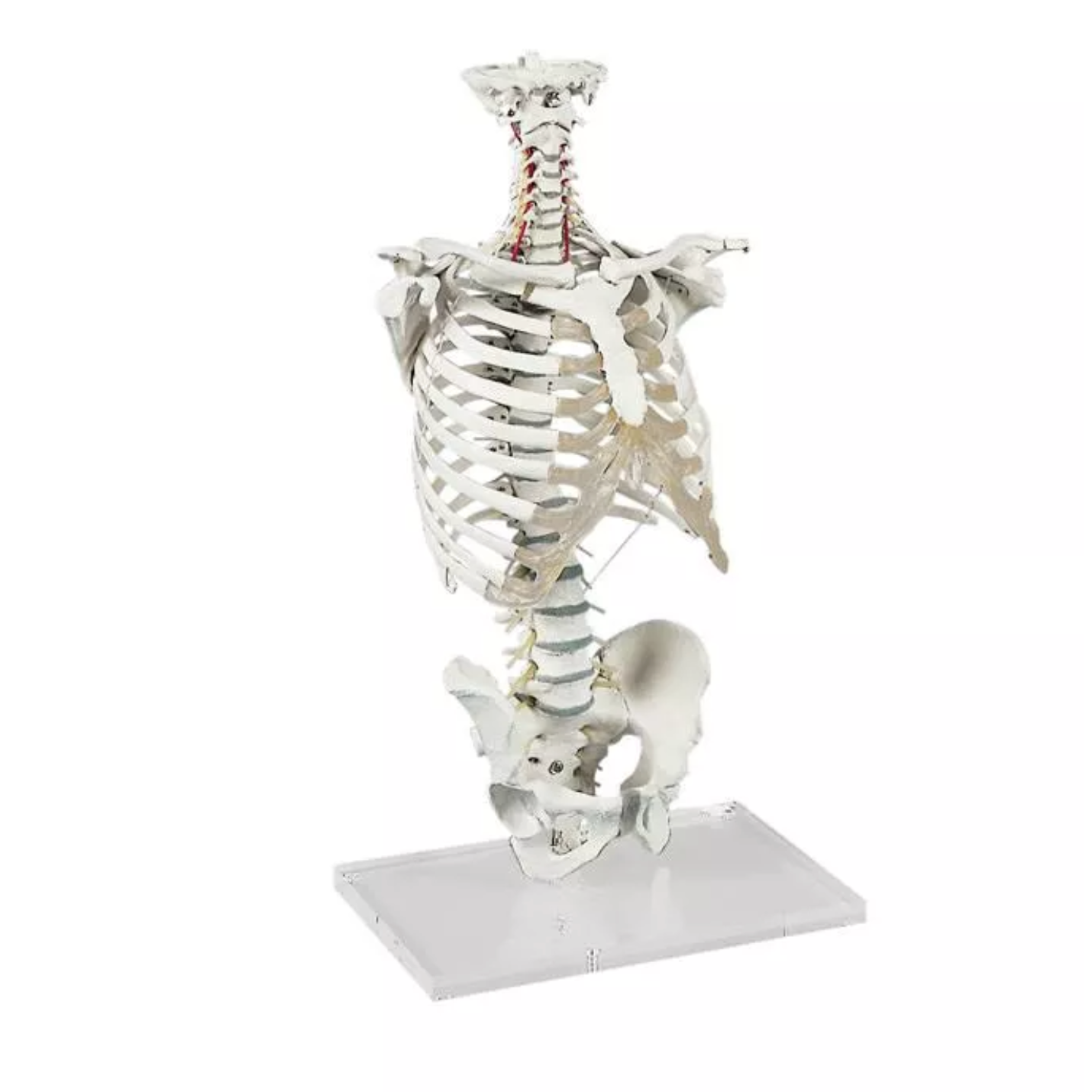 Flexible spine with rib cage, nerves and tripod – eAnatomi
