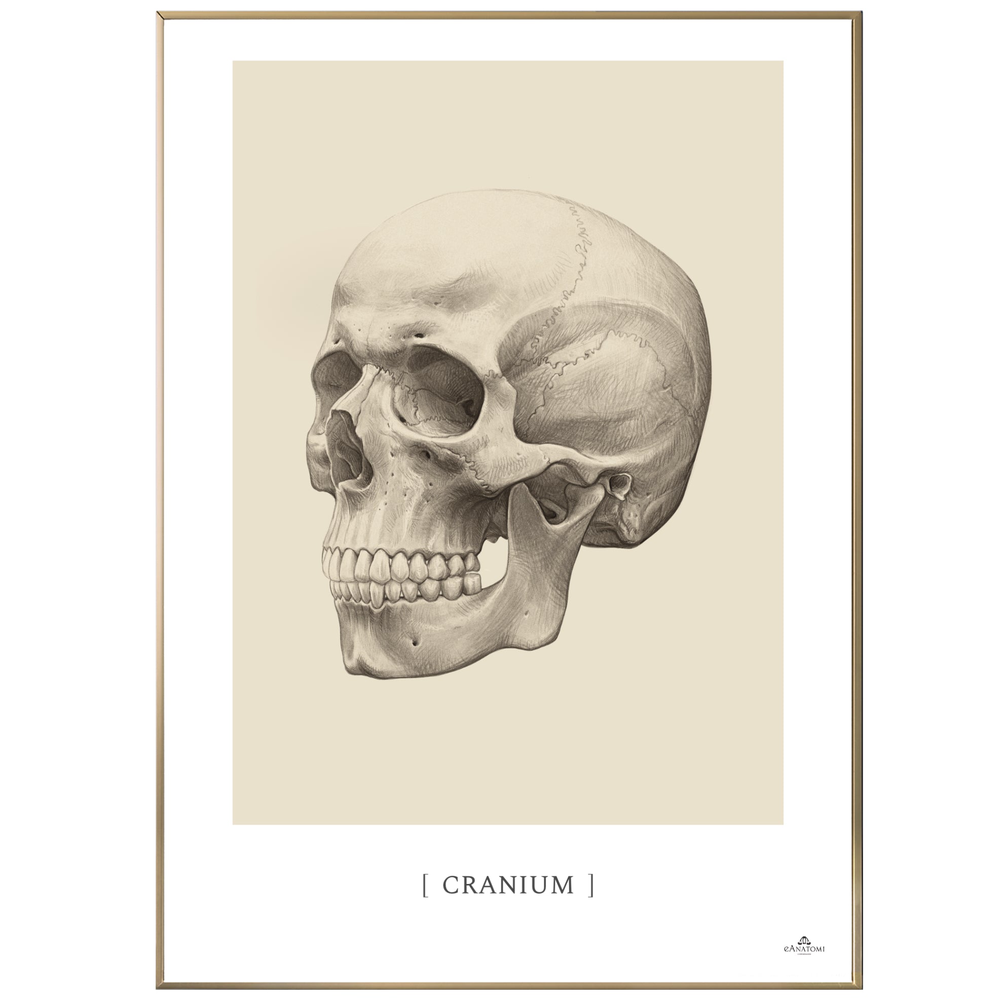 Anatomical art poster, cranium © eAnatomy – eAnatomi
