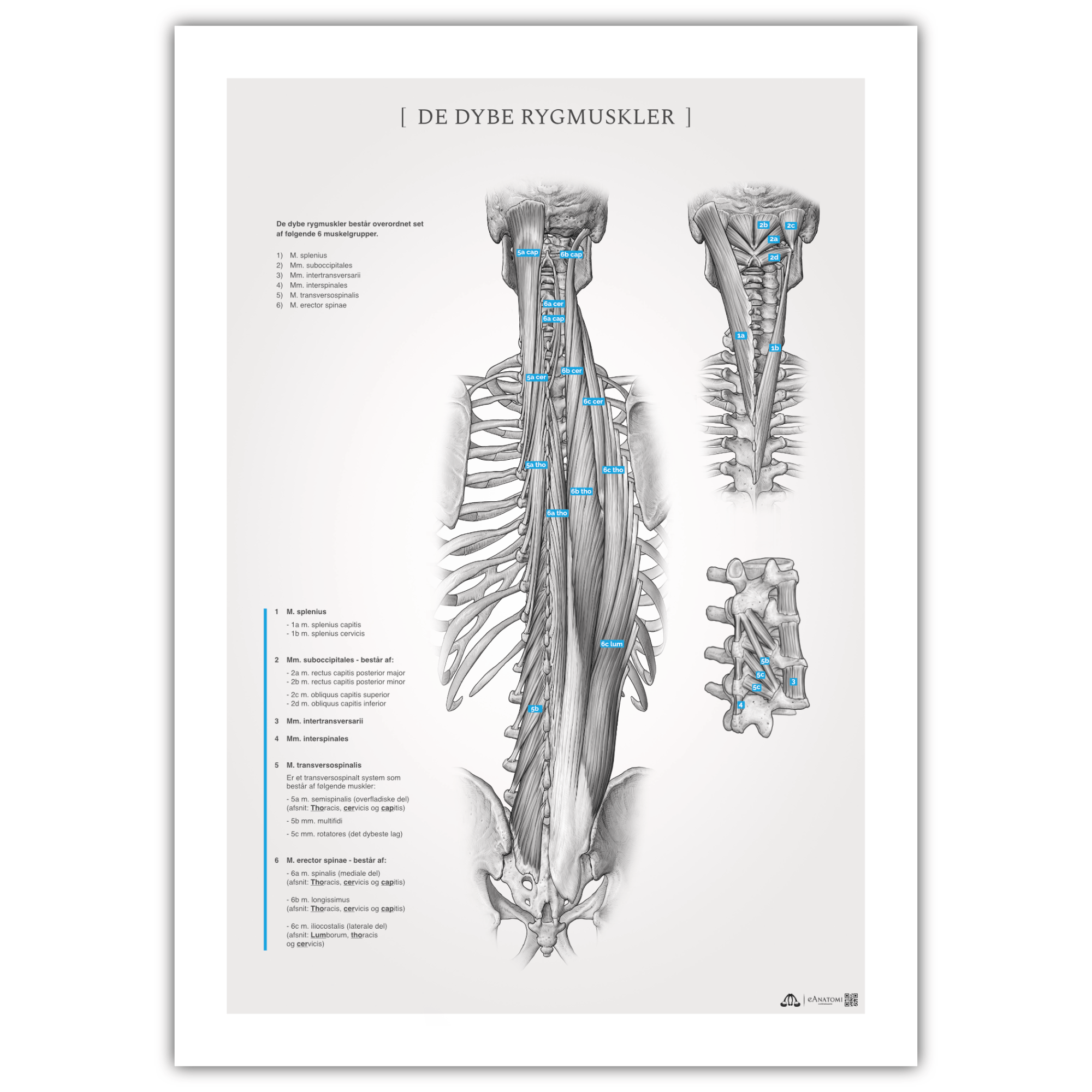 Anatomy poster - Deep back muscles I eAnatomi.dk