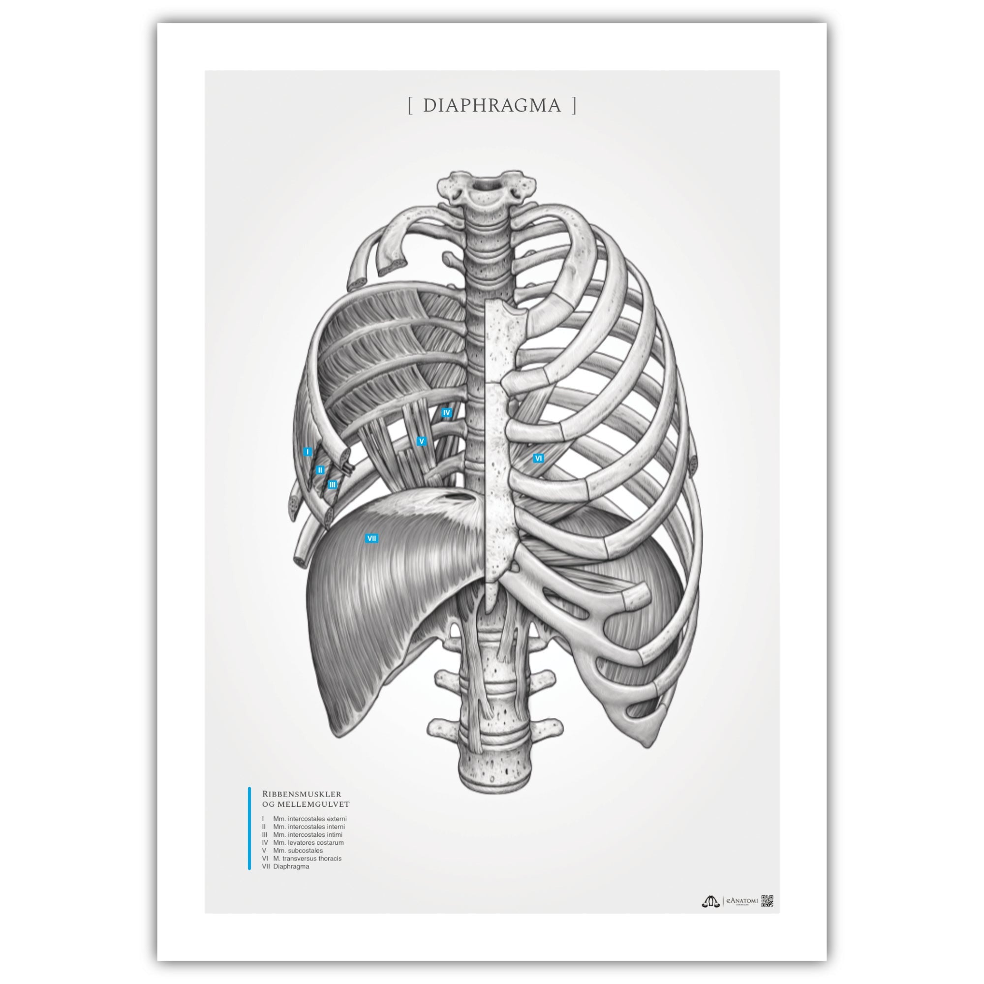 Anatomy poster - respiratory muscle diaphragm and rib muscles – eAnatomi