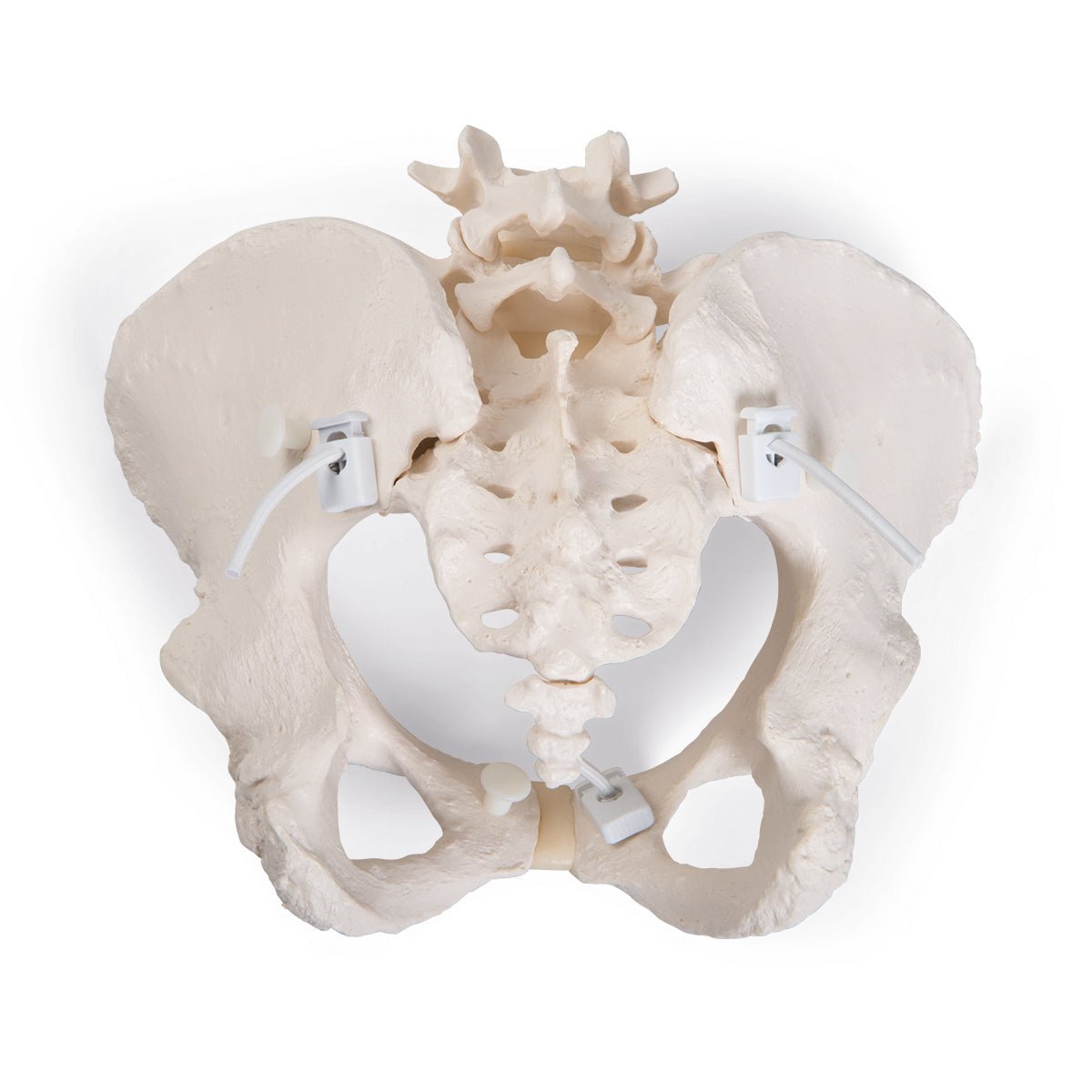 Anatomiske graviditetsmodeller I eAnatomi.com