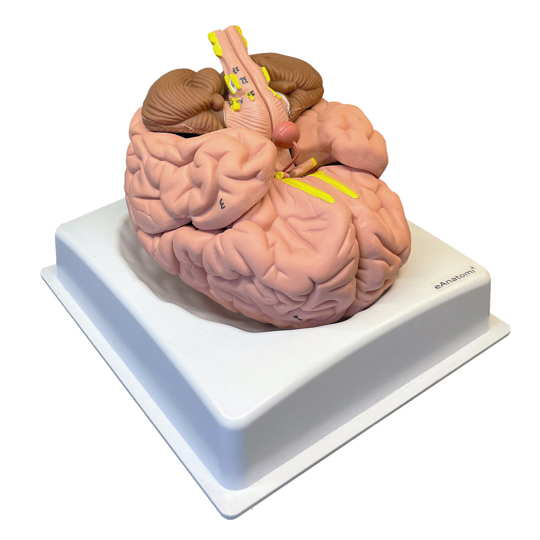 Anatomical brain models in eAnatomi.dk