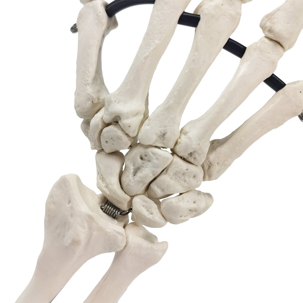 Model of the hand skeleton with part of the ulna and radius – eAnatomi