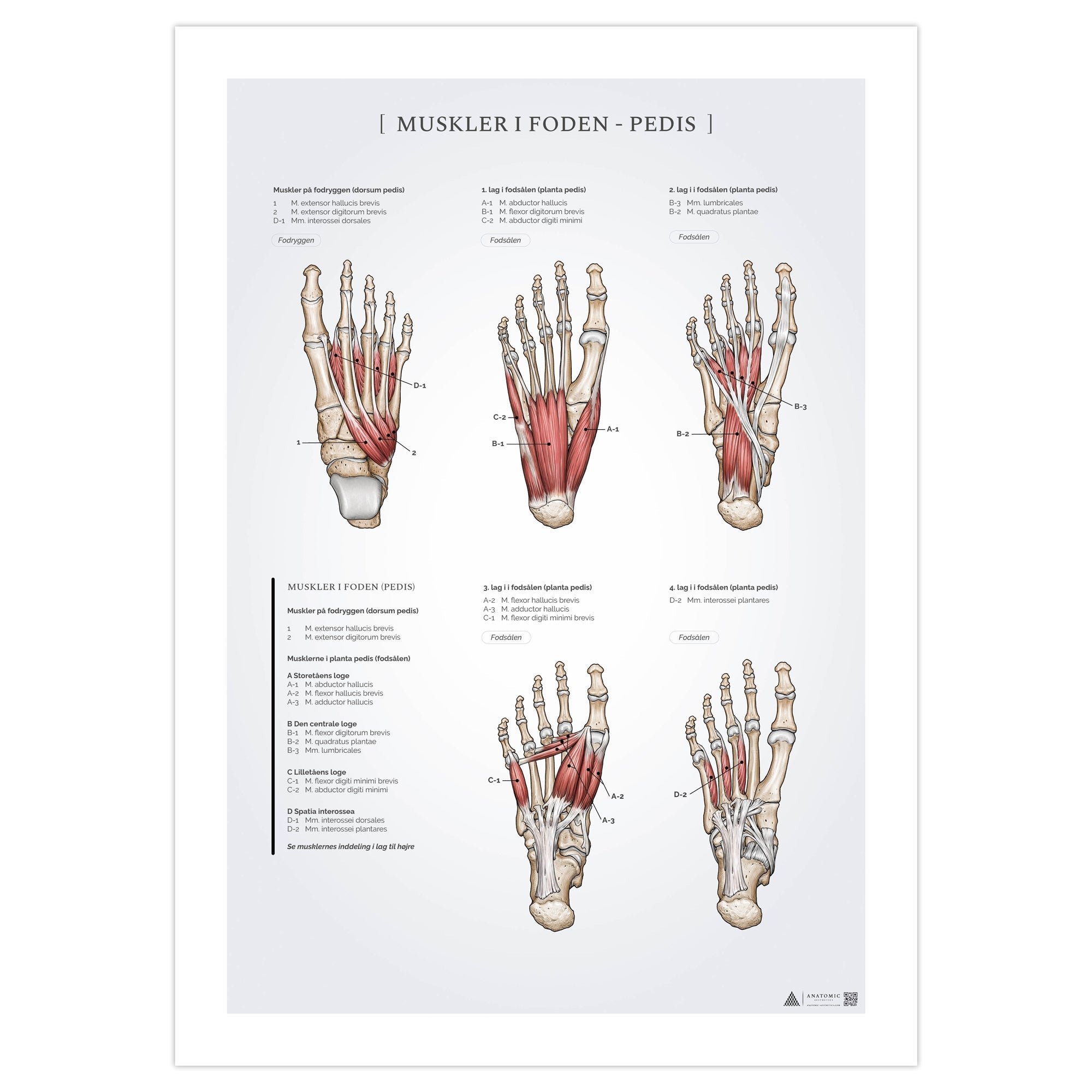 Anatomy poster - Muscles of the foot I Anatomical posters – eAnatomi