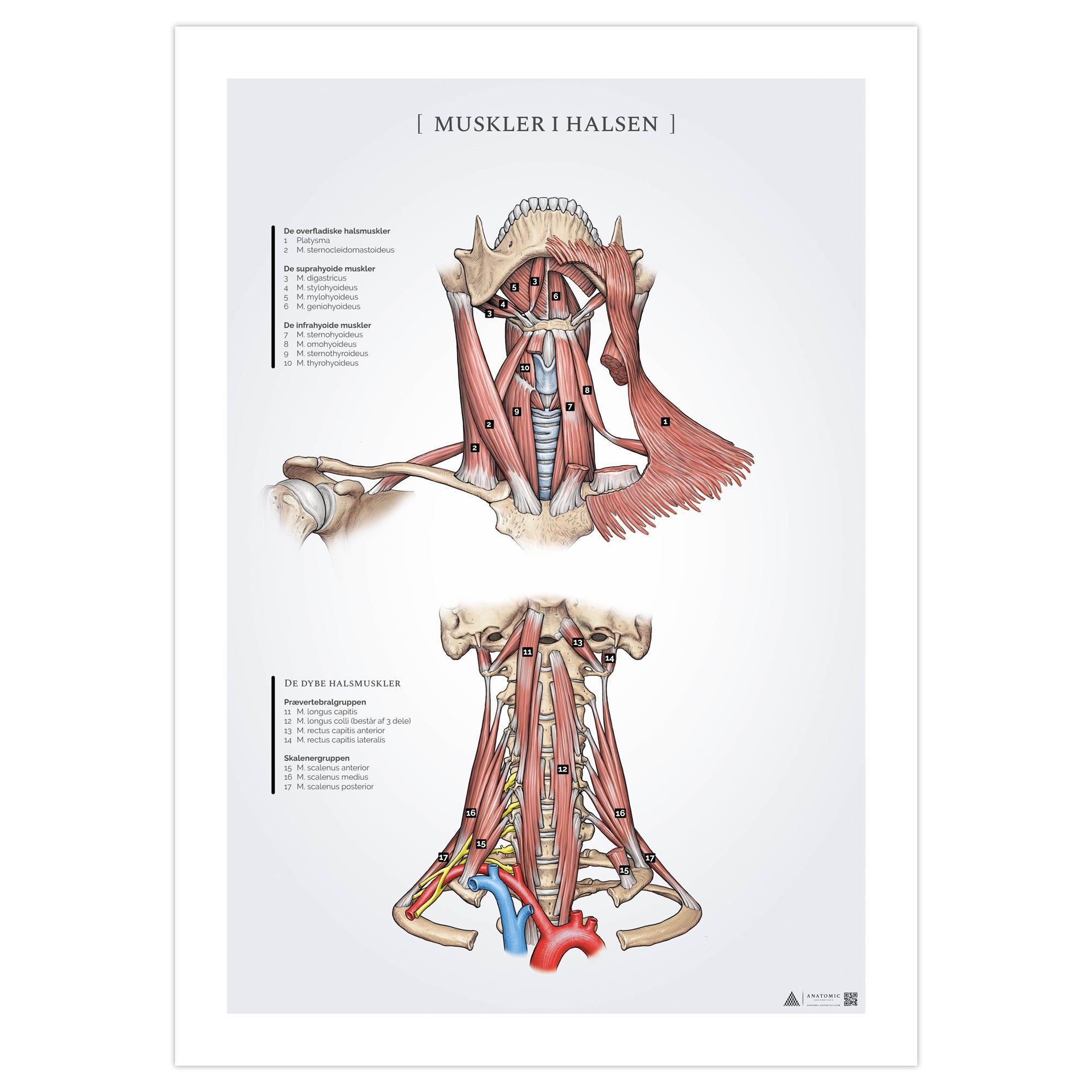 Anatomy poster - Muscles in the neck In eAnatomi.dk
