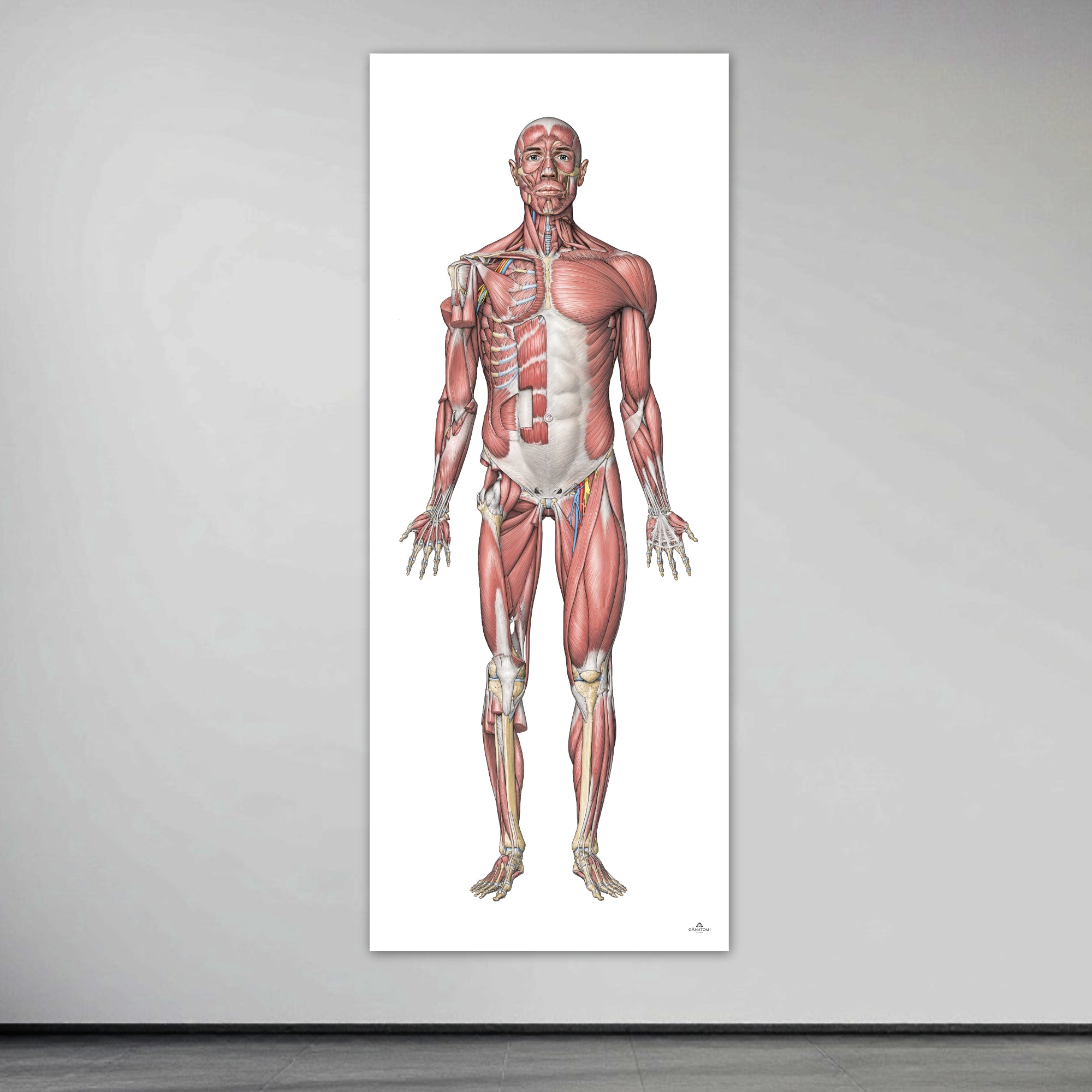 The muscular system in large format seen from the front In eAnatomi.dk