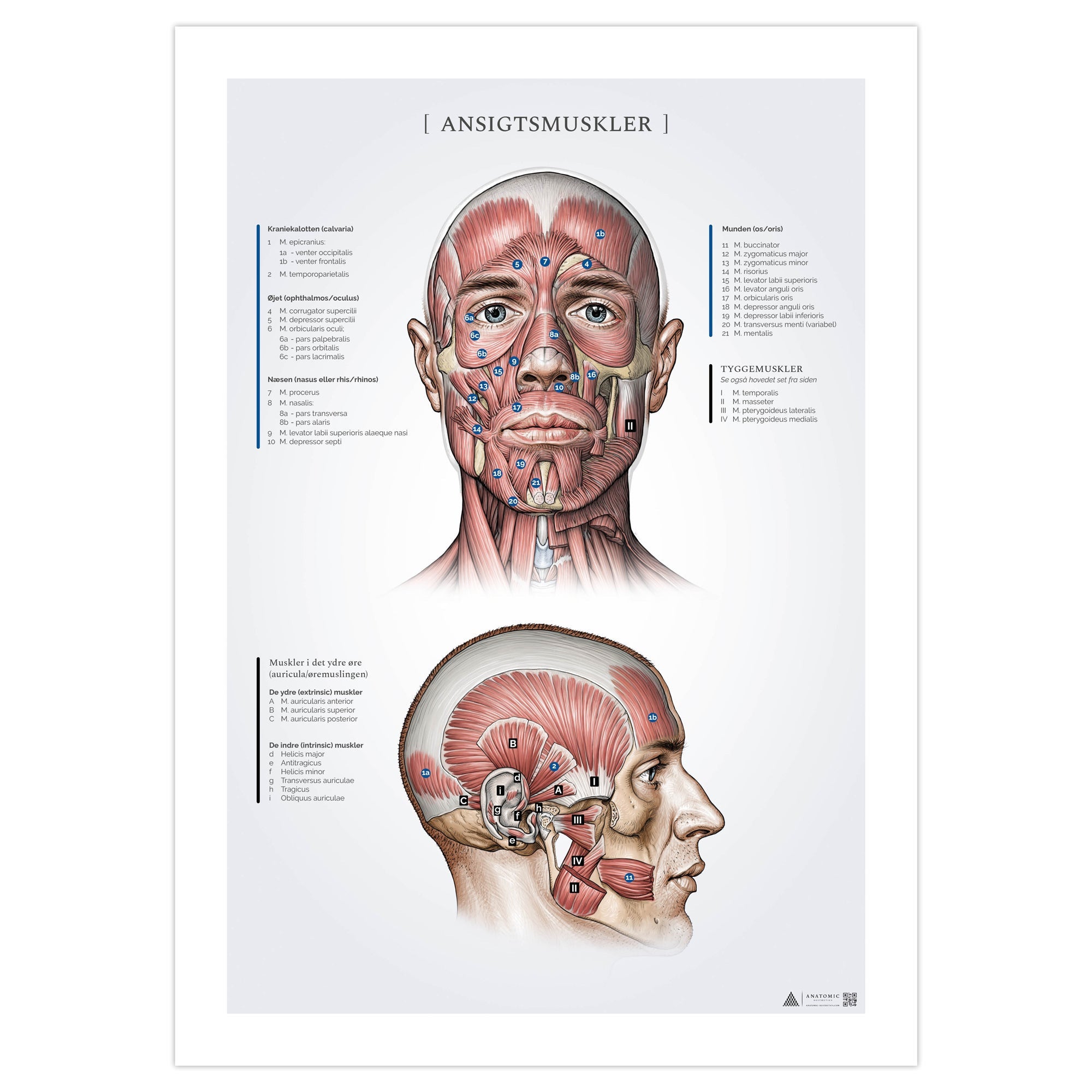 Anatomy poster - Facial muscles - eAnatomi.com