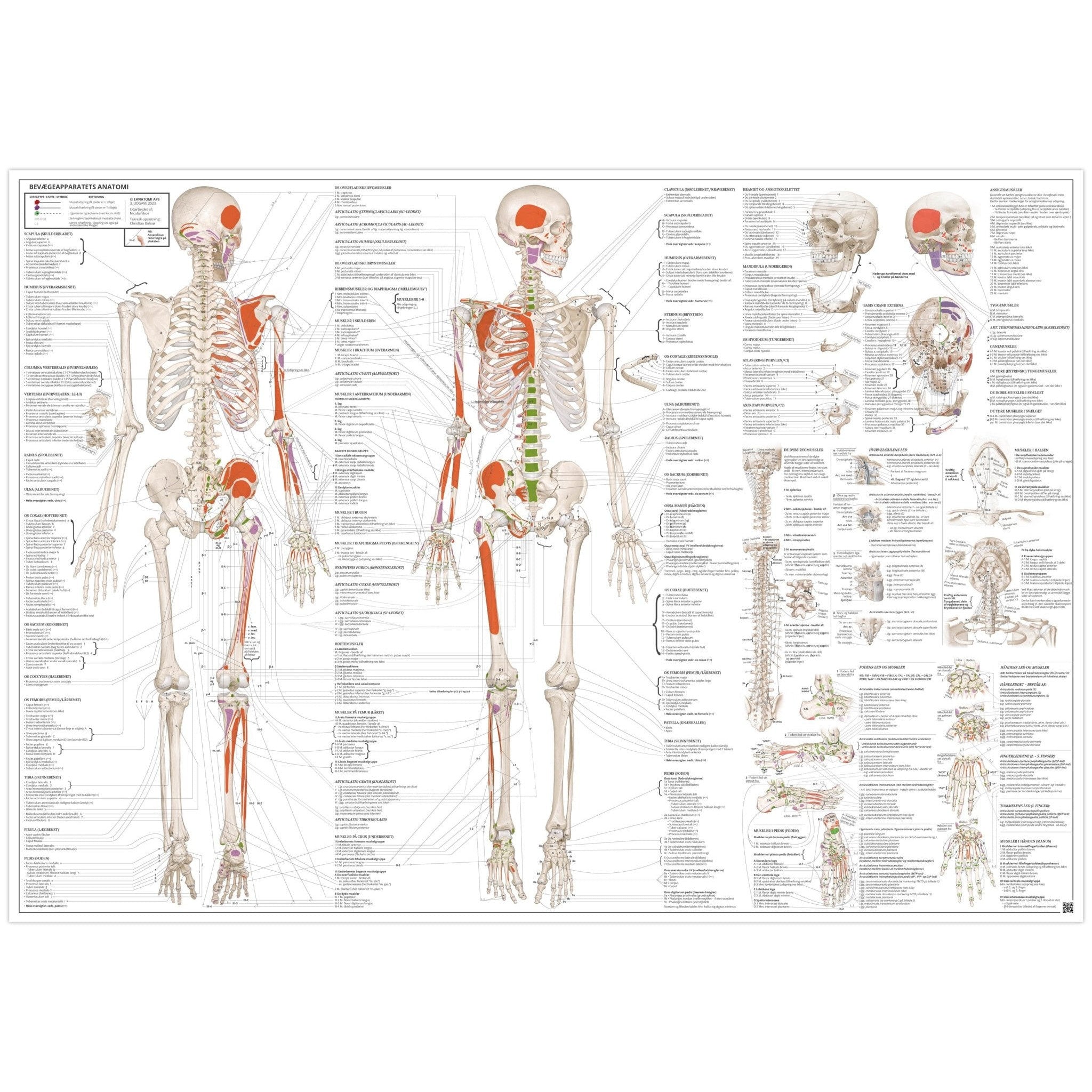 Anatomy of the musculoskeletal system, poster in pure Latin © eAnatomi