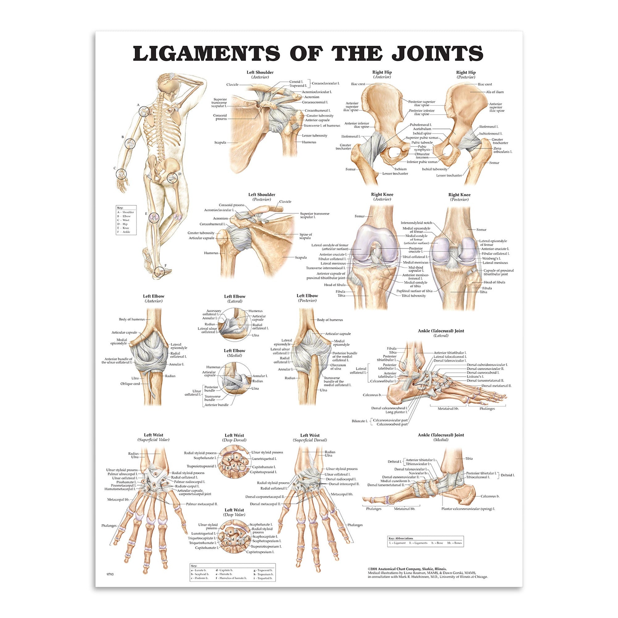 The ligaments of the joints – anatomy poster, English – eAnatomi