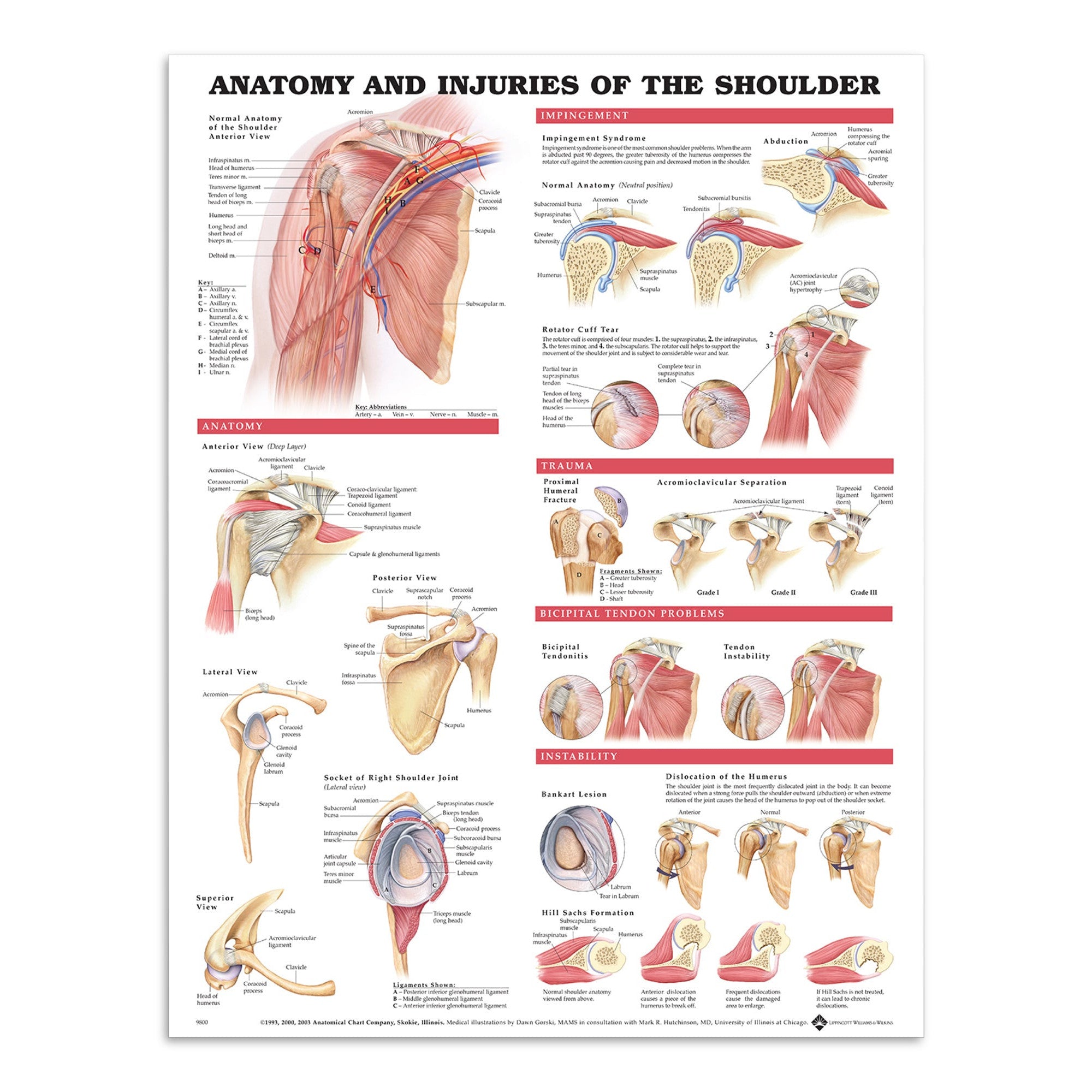 Poster about shoulder anatomy & injuries in English – eAnatomi
