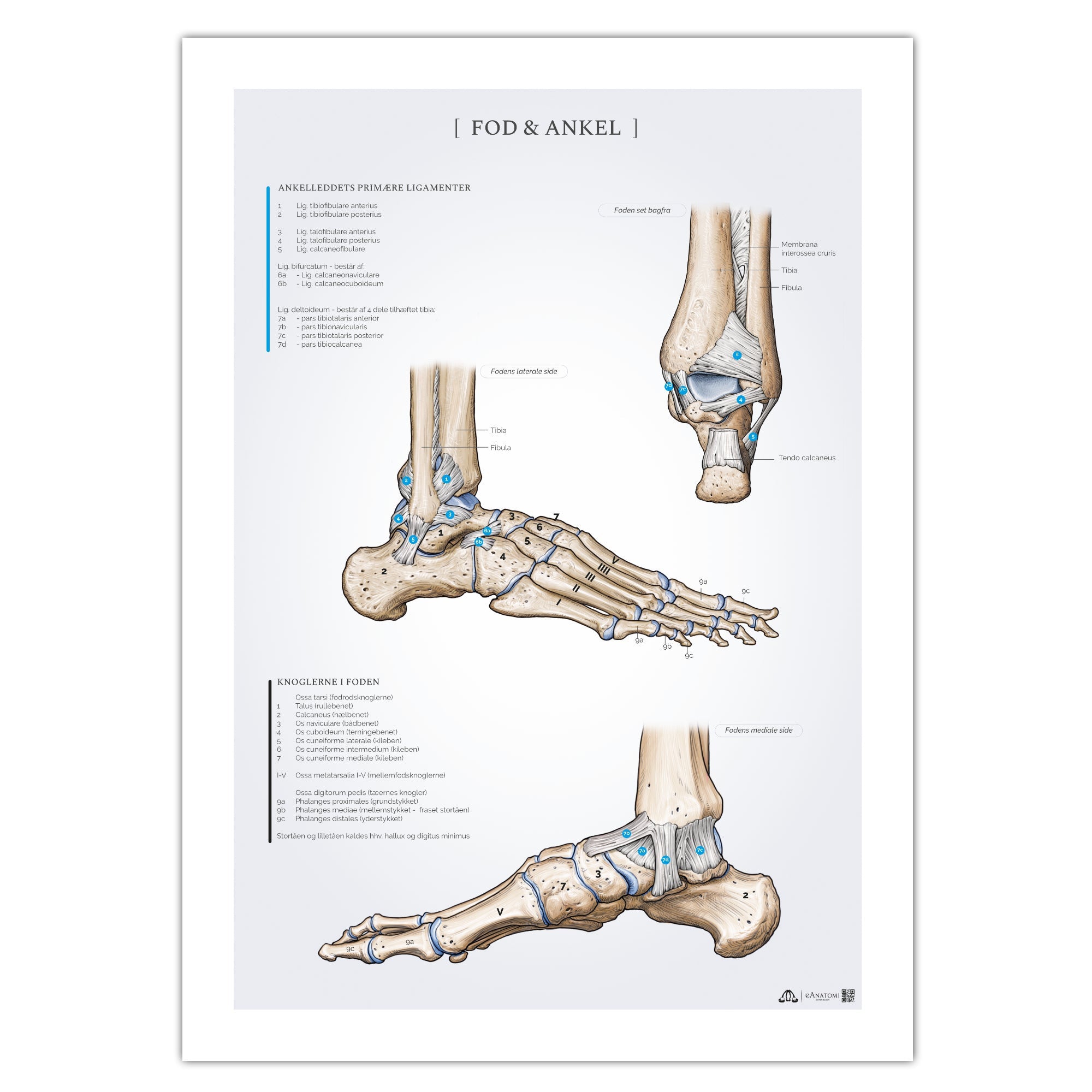 Anatomy poster about the foot and ankle – eAnatomi