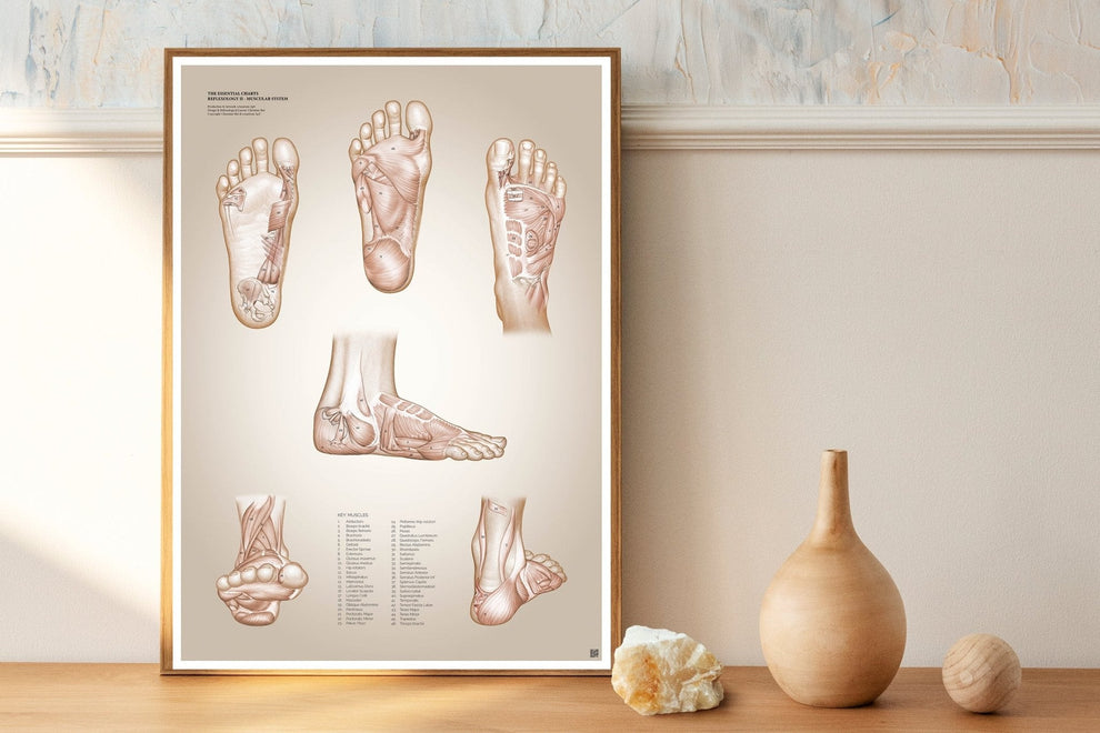 Poster on muscular reflexology - the muscular system by Christian Slot ...